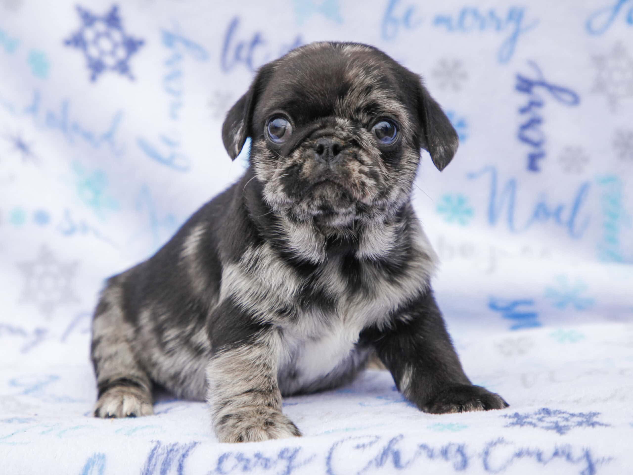 Billy - Blue Merle Male Puppy | Rocky Top Puppies
