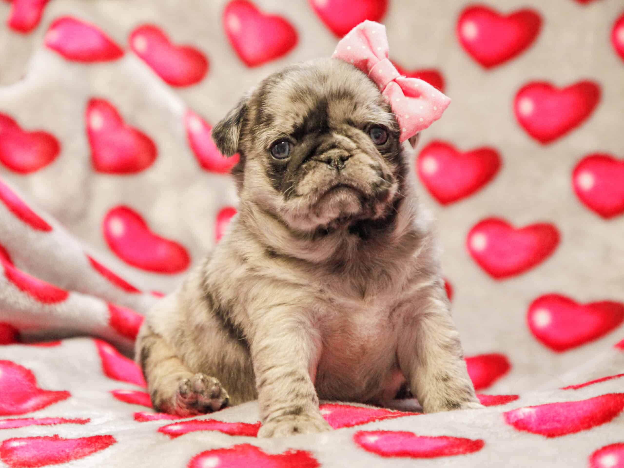 Ellie - Blue Merle Female Puppy | Rocky Top Puppies