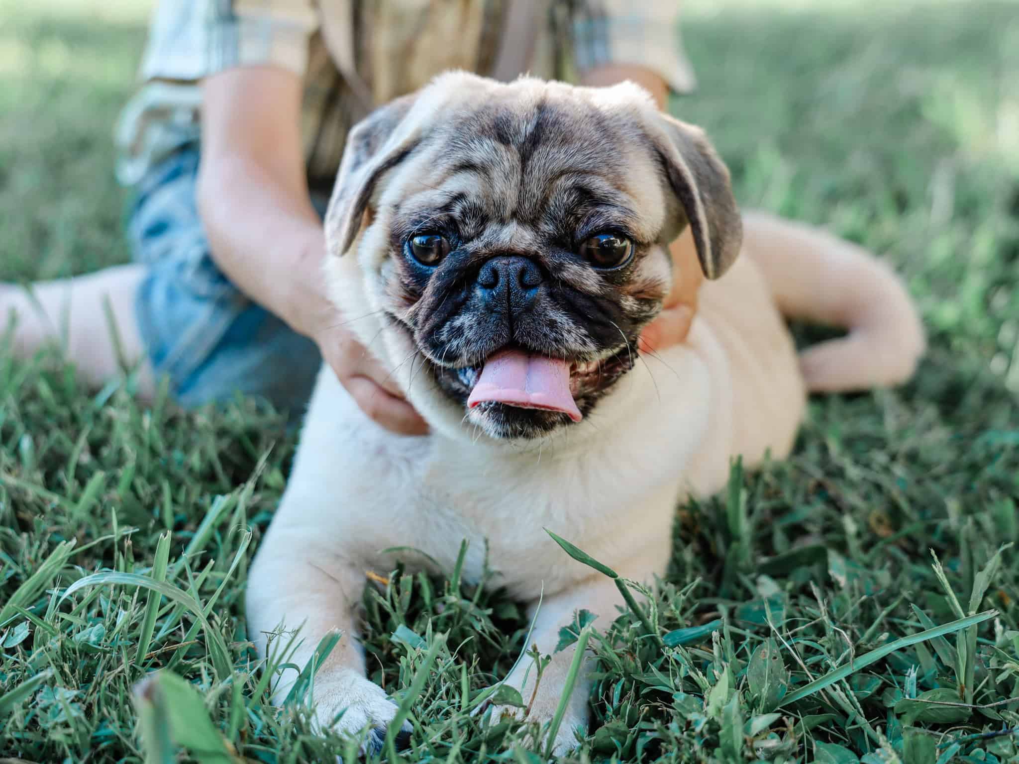Kade - Fawn Merle Male Puppy | Rocky Top Puppies