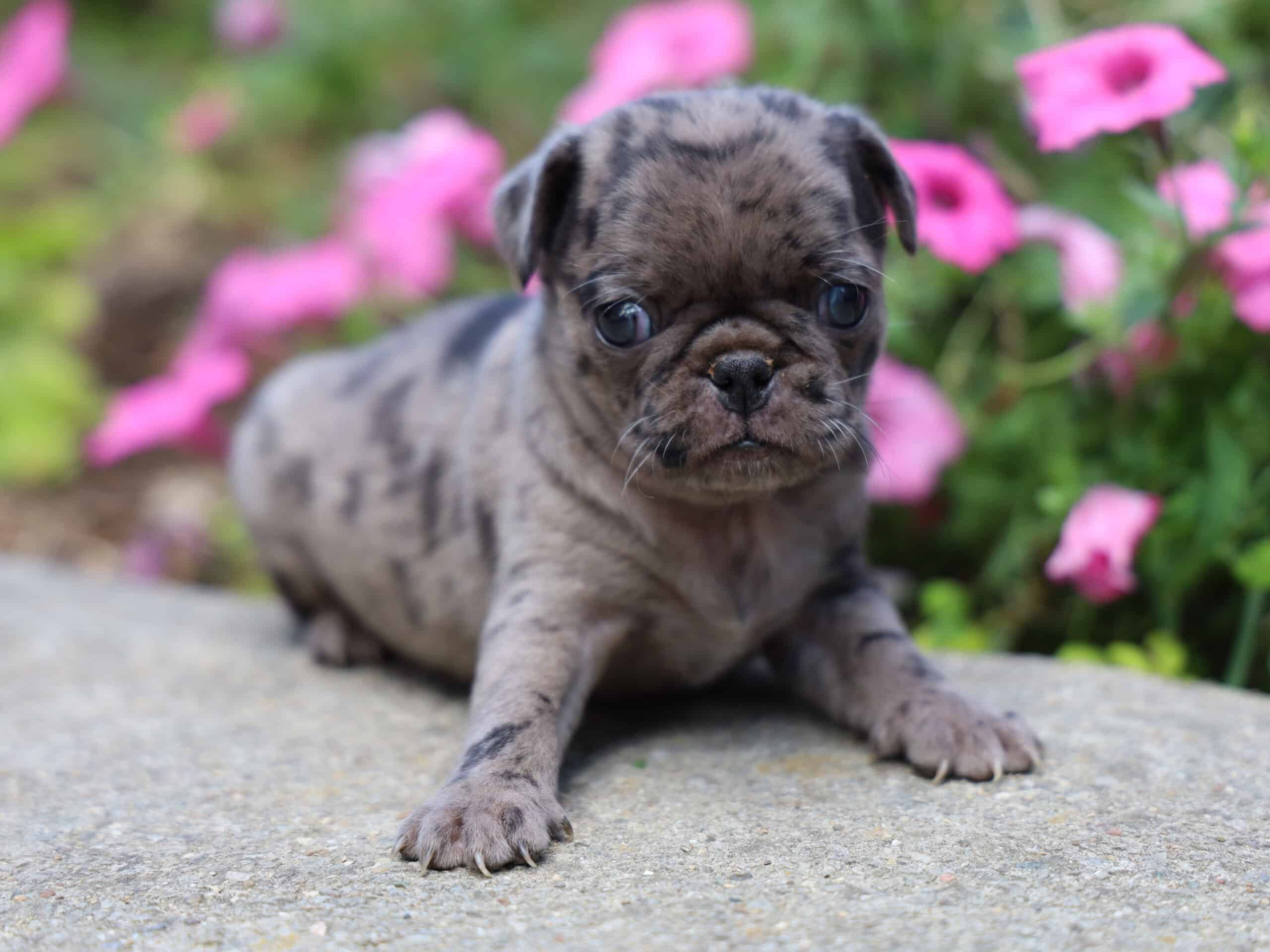 Mallory - Blue Merle Female Puppy | Rocky Top Puppies