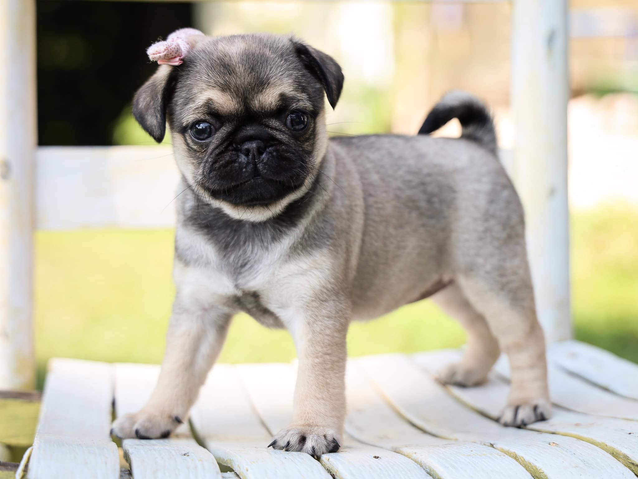 Shania - Fawn Sable Female Puppy | Rocky Top Puppies