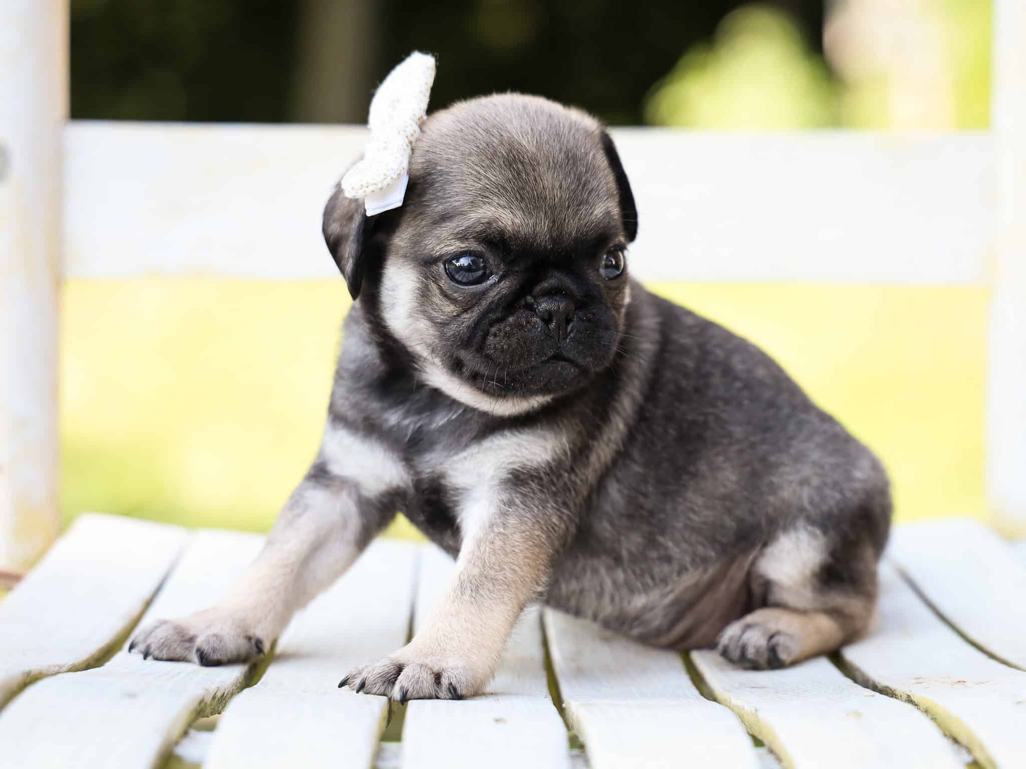 Sheri - Black Sable Female Puppy | Rocky Top Puppies