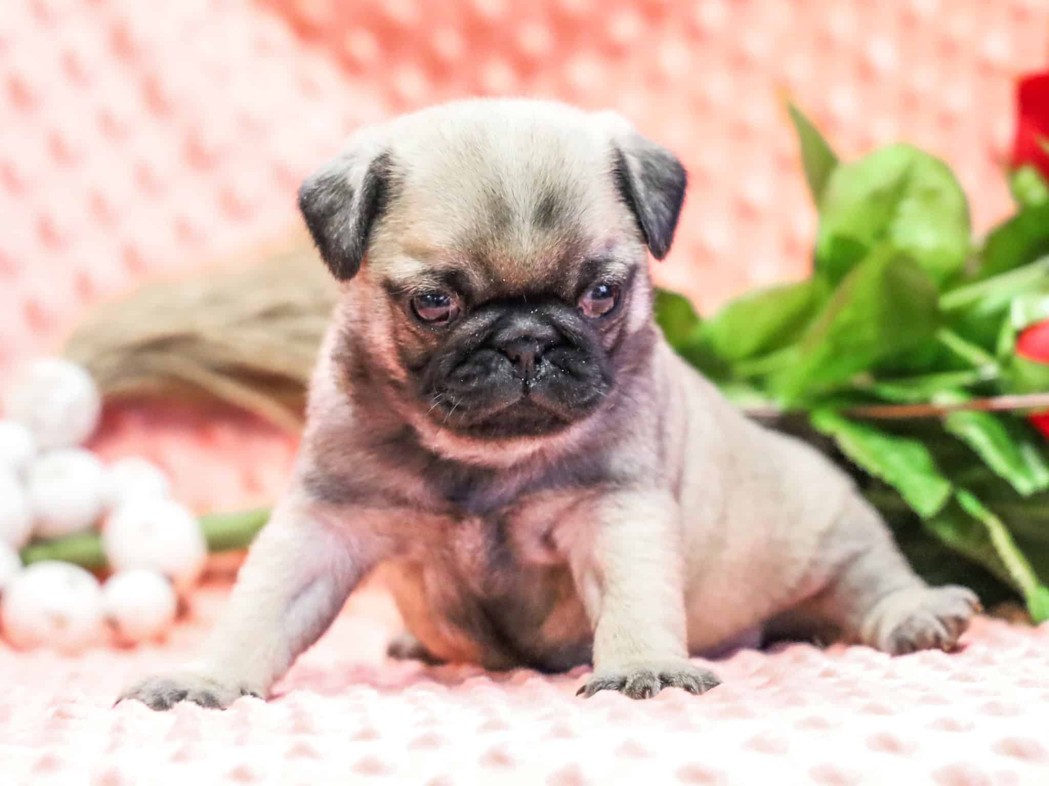 Emily - Fawn Female Puppy | Rocky Top Puppies