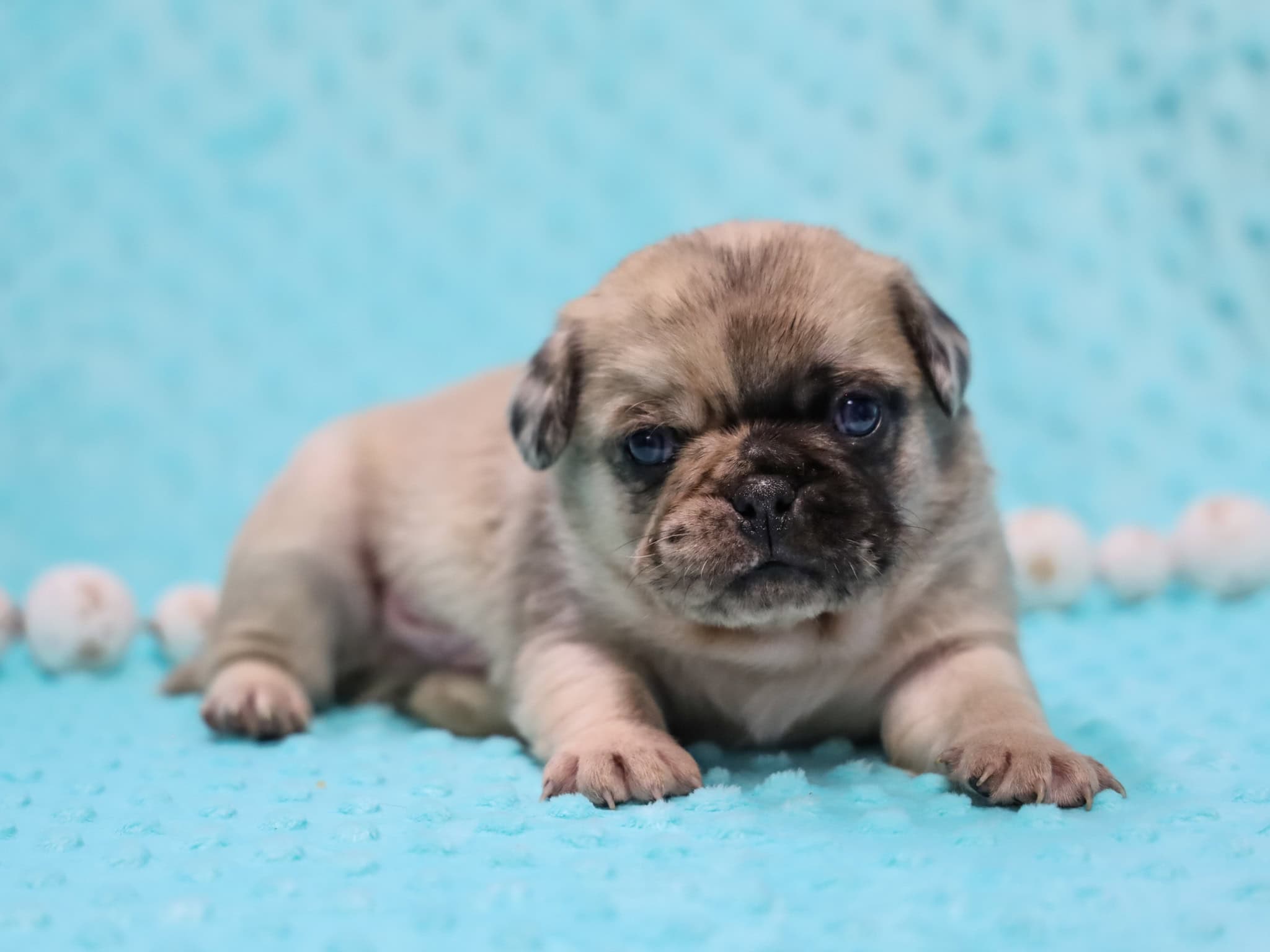 Keith - Fawn Merle Male Puppy | Rocky Top Puppies