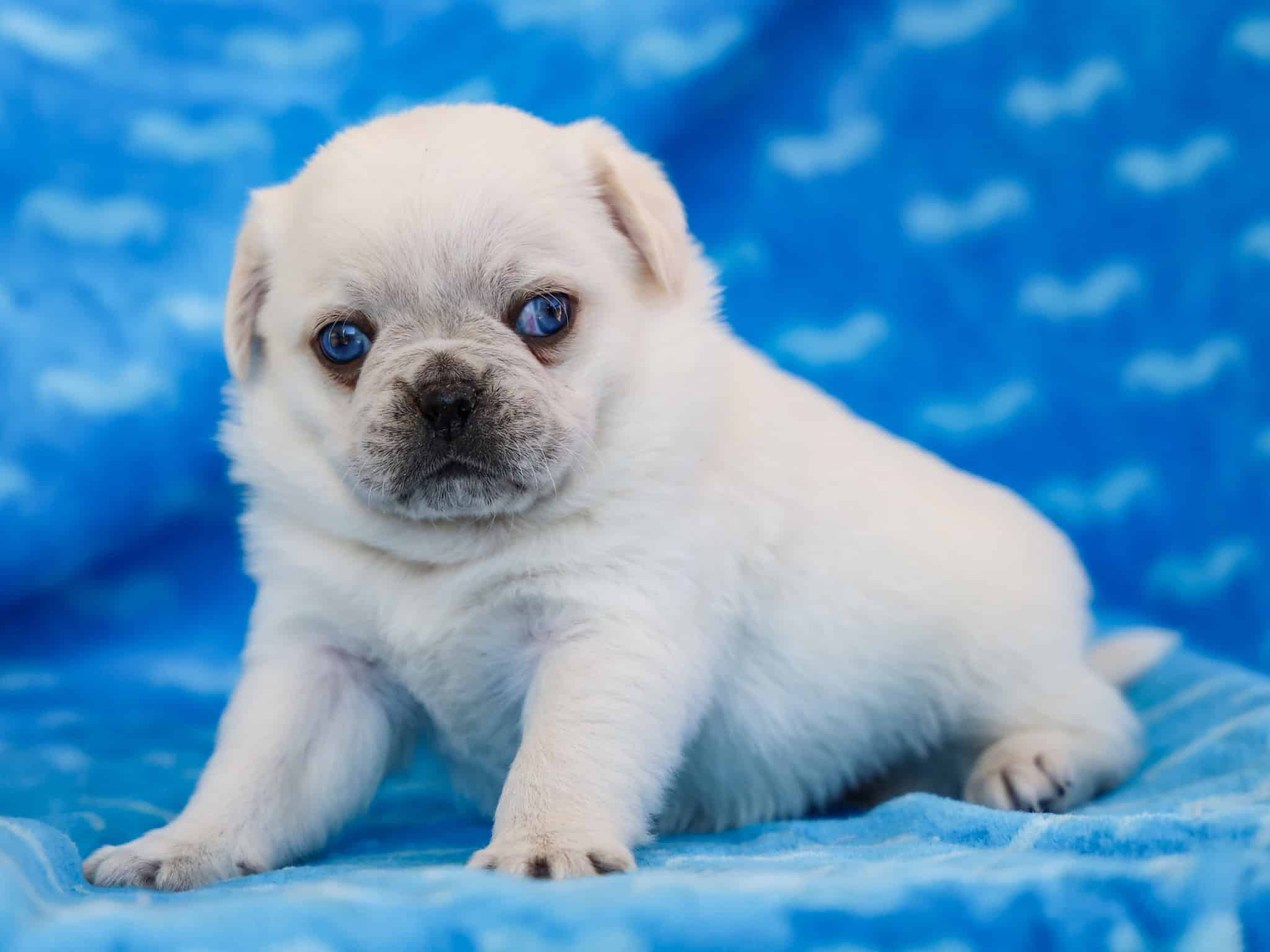 Brett - White Male Puppy | Rocky Top Puppies
