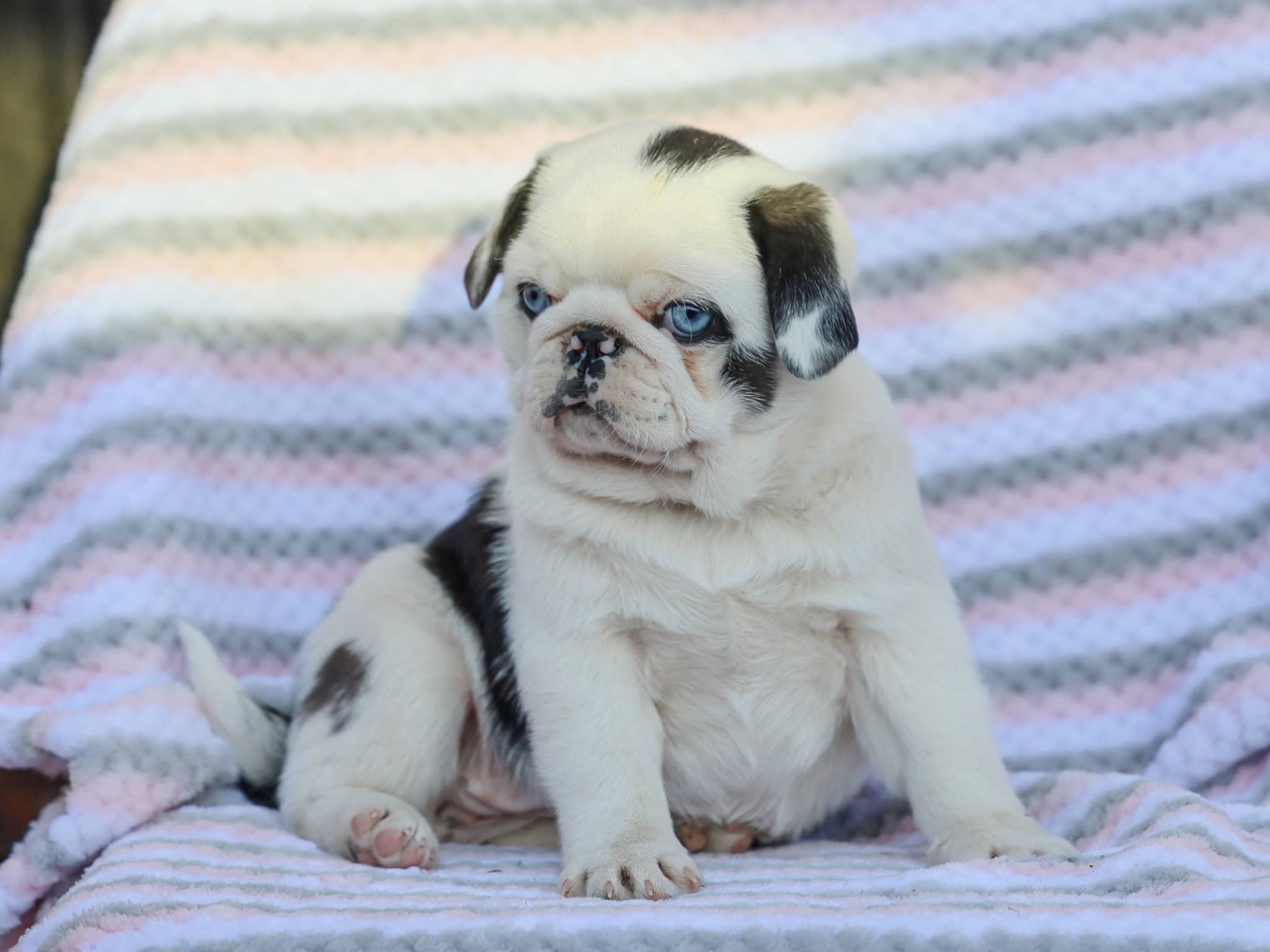 Cozetta - Black & White Female Puppy | Rocky Top Puppies