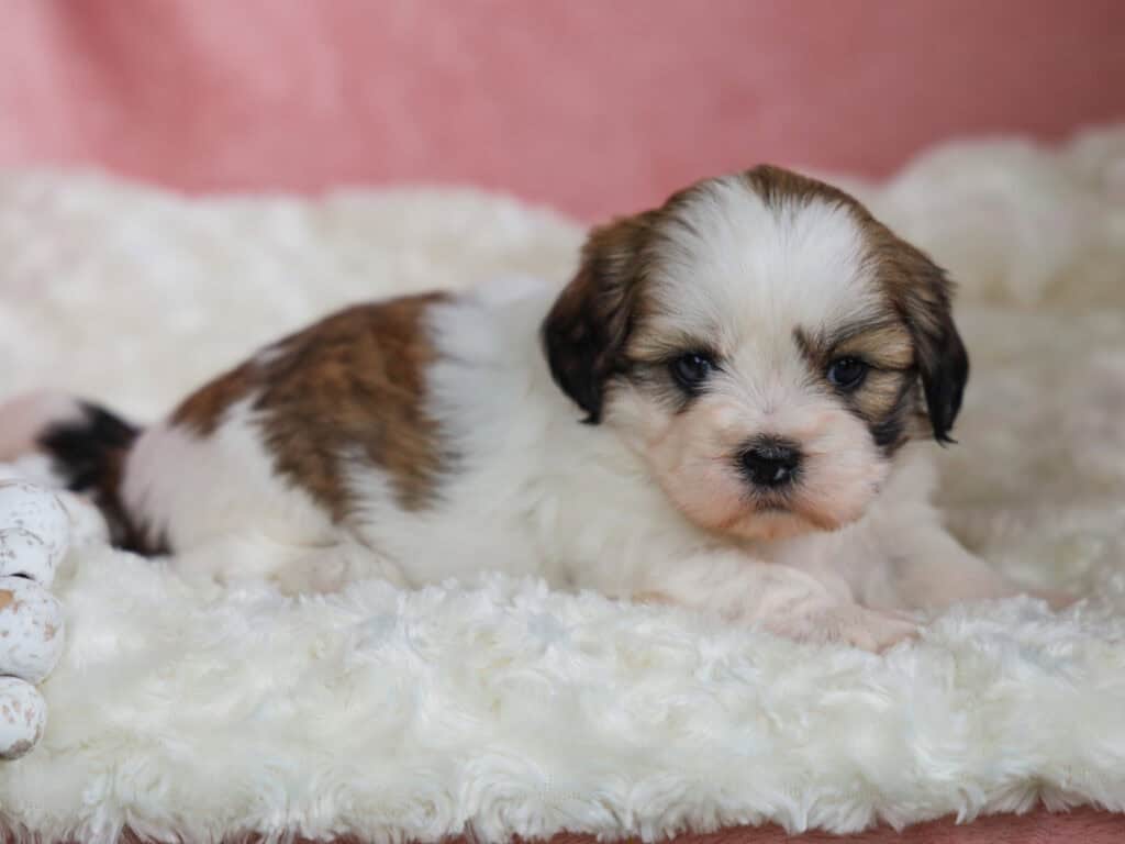 Trinity - Tri-Colored Female Puppy | Rocky Top Puppies