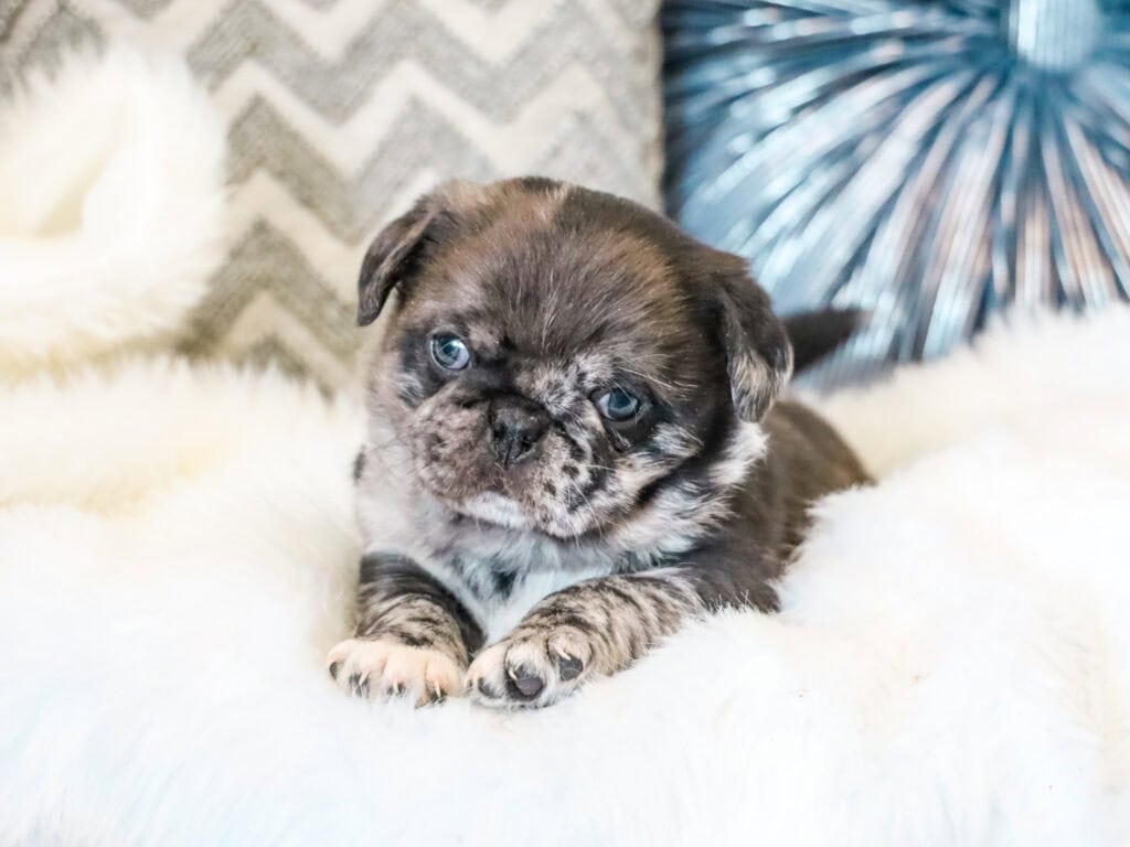 Wynn - Blue Merle Male Puppy | Rocky Top Puppies